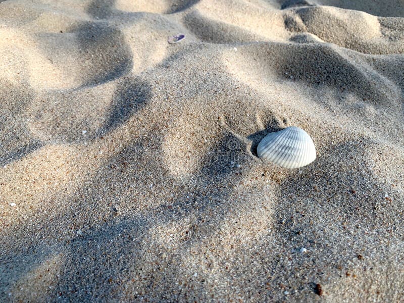 White shells in the sand stock photo. Image of ocean - 191245218
