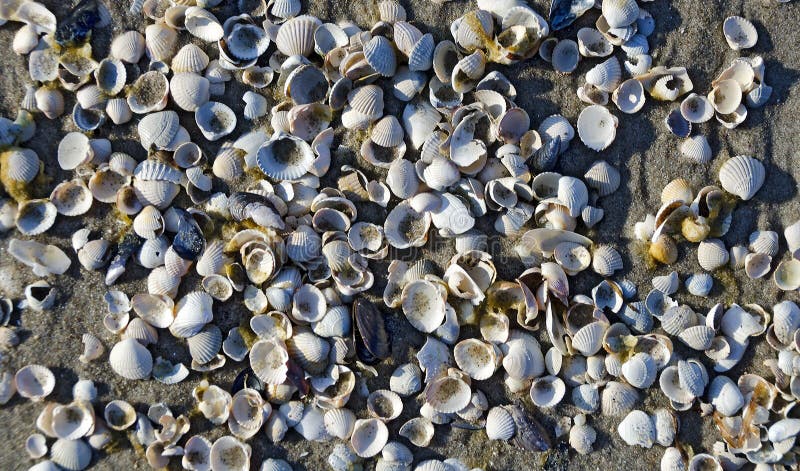 White shells on sand stock photo. Image of tide, scallops - 35914224