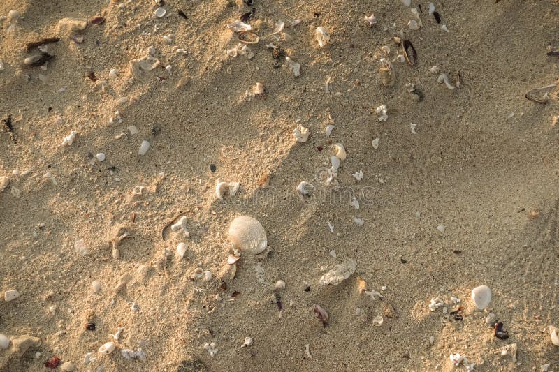 White Shells at the Sandy Beach on the Red Sea on Vacation Stock Photo ...