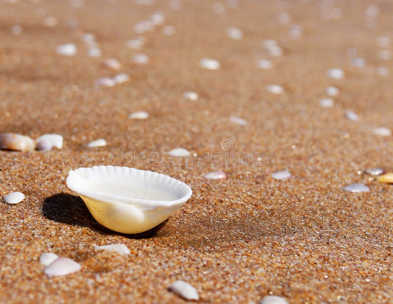 White Shells on the Sea Sand Stock Image - Image of sandy, summer ...