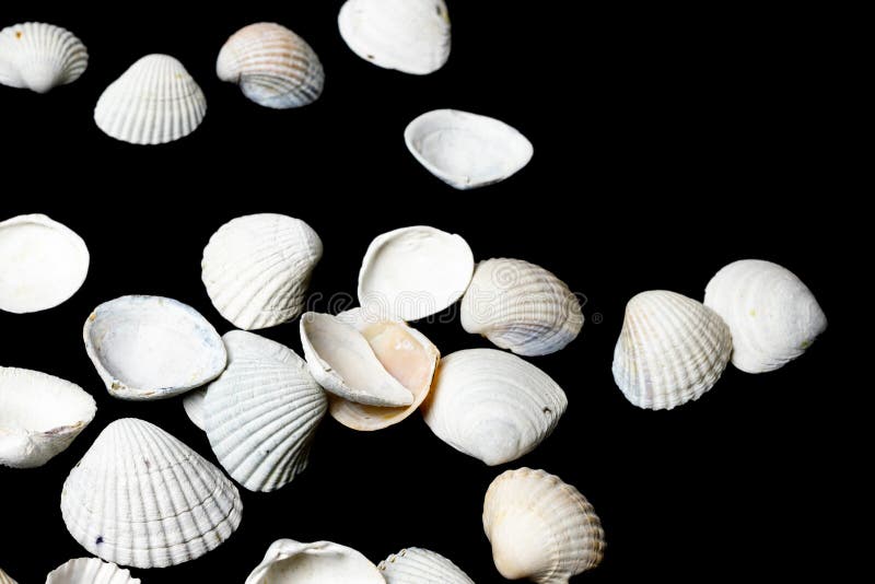 White Shells of Sea Snails on a Black Background Stock Image - Image of ...