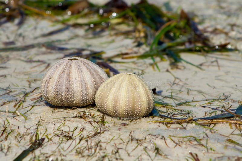White shells stock photo. Image of reef, brown, mollusk - 94195876