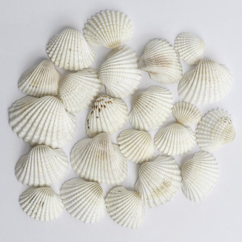 White shells stock image. Image of seashore, exotic - 200450075