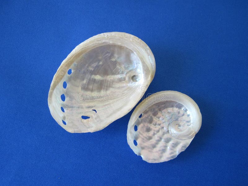 White Shells And Pearls On Rocky Blue Background Stock Photo - Image of ...