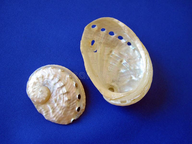 White shells stock photo. Image of background, hole, holes - 85413468