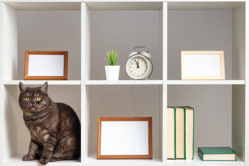 White Shelves Photo Frames Book Black Cat. Home Interior, Decor ...