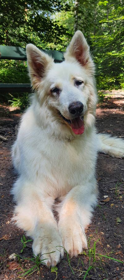 White sheperd in forest editorial image. Image of forest - 359891385