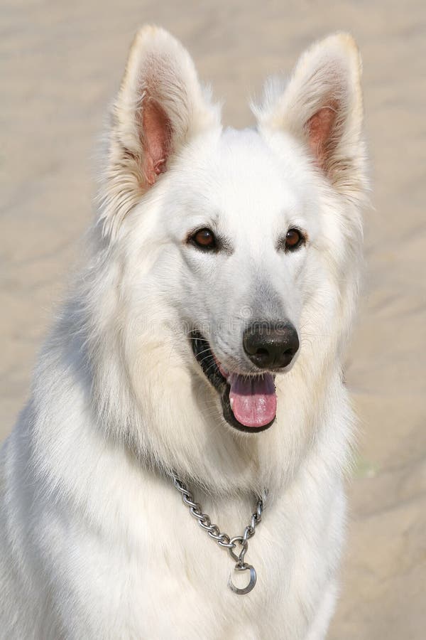 White Shepherd stock image. Image of portrait, chain, pedigree - 8992413