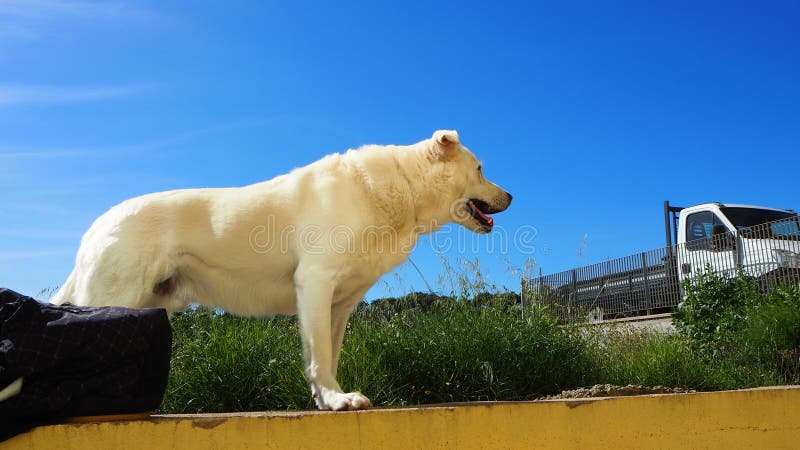 What Color Are Sardinian Shepherd Dog Dogs