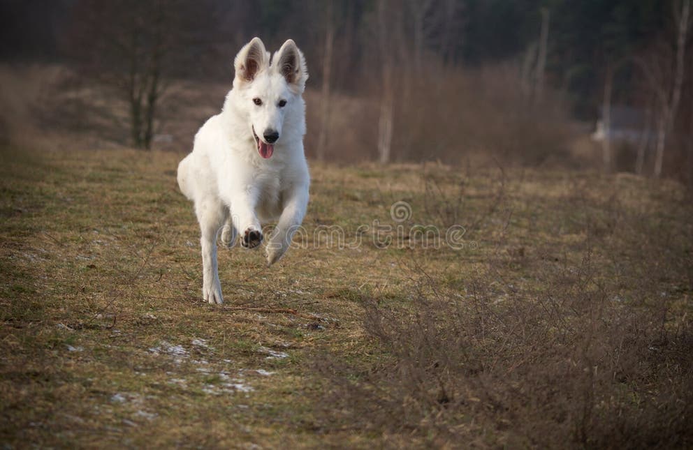 White shepherd in the run stock photo. Image of contrast - 18156656