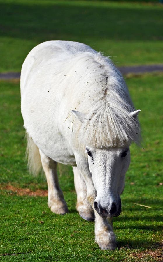 White Shetland Pony in a Field Stock Photo - Image of equine, beautiful ...
