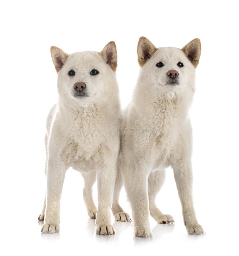 White Shiba Inu and Chihuahua Stock Image - Image of playing, brushwood ...