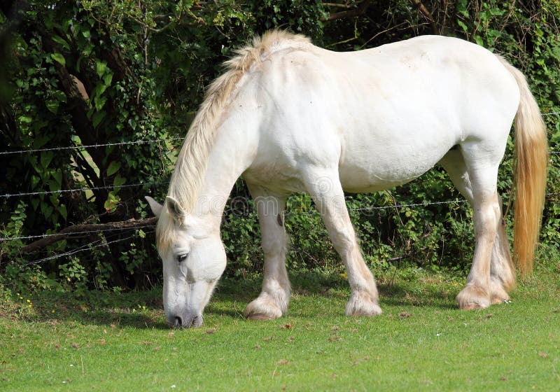 White Shire horse . stock image. Image of field, horse - 26384019