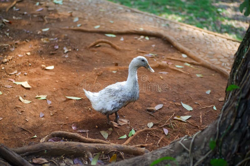 A White Short-necked Goose Was Walking in the Park Stock Photo - Image ...