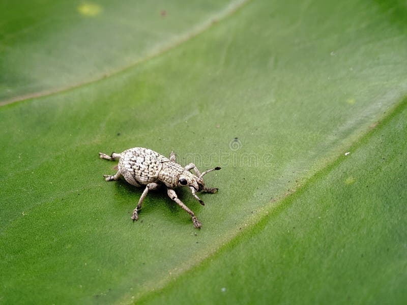 615 Short Nosed Etchinda Stock Photos - Free & Royalty-Free Stock ...