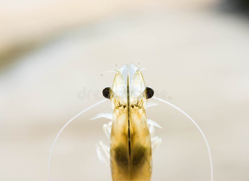 White Shrimp Vannamei Broodstock Stock Photo - Image of freshwater ...