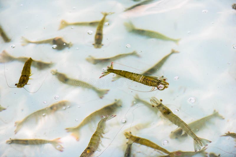 White Shrimp Vannamei Broodstock Stock Photo - Image of broodstock ...