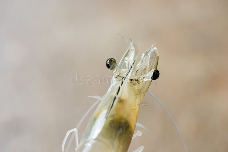 White Shrimp Vannamei Broodstock Stock Photo - Image of freshwater ...
