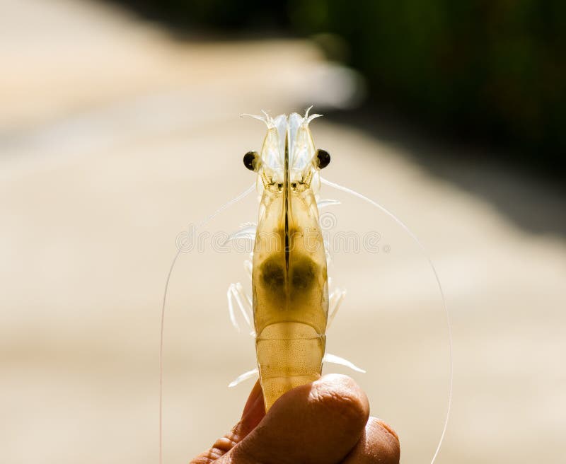 White Shrimp Vannamei Broodstock Stock Photo - Image of freshwater ...