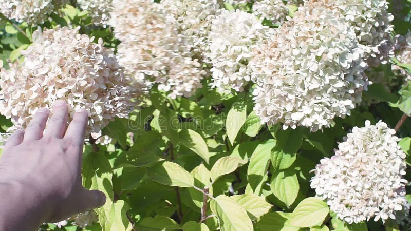 White Shrub Hydrangea Paniculata Sways in the Wind in the Garden in ...
