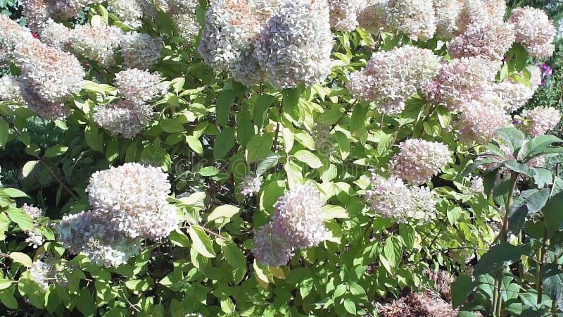 Hydrangea Paniculata Bush with Hydrangea Flowers that Sway in the Wind ...