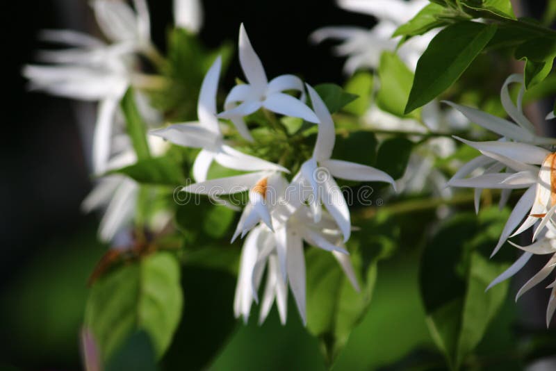 Shuli Flower Stock Photos - Free & Royalty-Free Stock Photos from ...