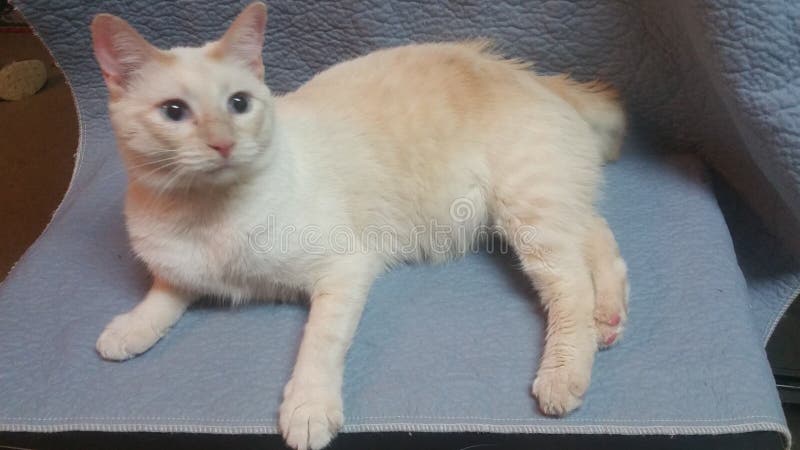 Siamese American Bobtail Manx Cat Stock Image - Image of siamese ...