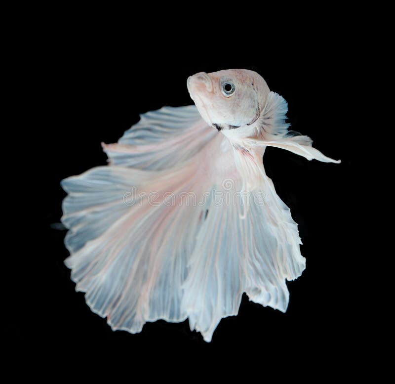 White Siamese Fighting Fish, Betta Fish Isolated on Black Background ...