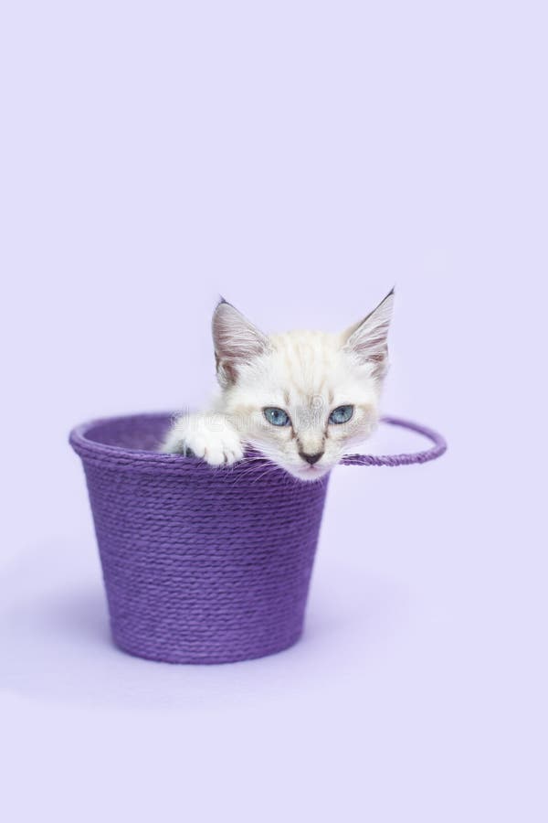 White Kitten Inside a Purple Bucket Stock Photo - Image of looking ...