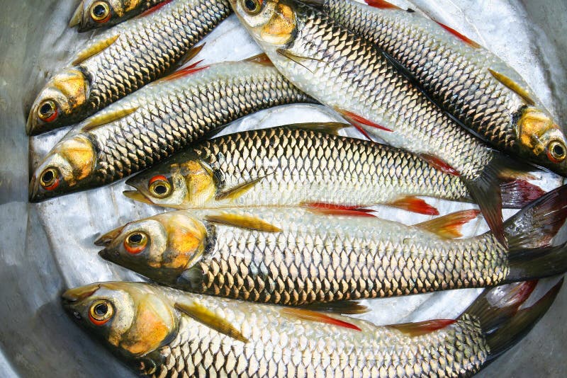 Siamese Mud Carp Stock Photos - Free & Royalty-Free Stock Photos from ...