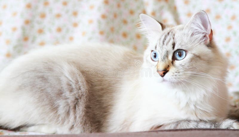 White Siberian Cat, Neva Masquerade Version Stock Photo - Image of ...