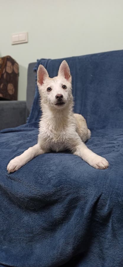 White Husky Mix Puppy on a Sofa after Bath Stock Photo - Image of sofa ...