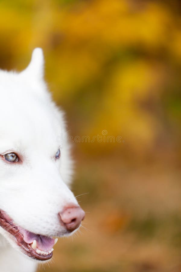 White Siberian Husky Portrait of Side of Face. Stock Photo - Image of ...