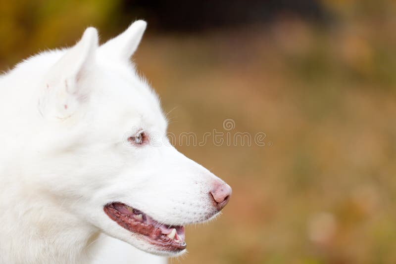 Husky Dog Profile Side View Portrait Stock Image - Image of sled, happy ...