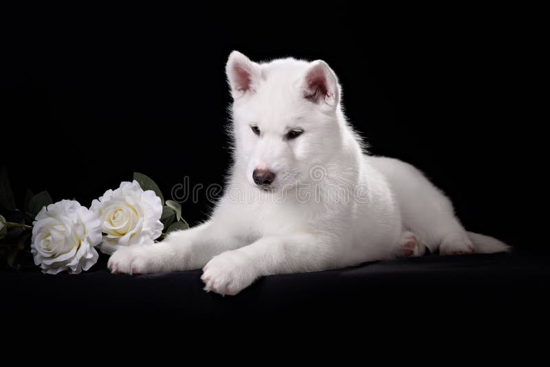 White Siberian Husky Puppy and Rose Stock Image - Image of flowers ...
