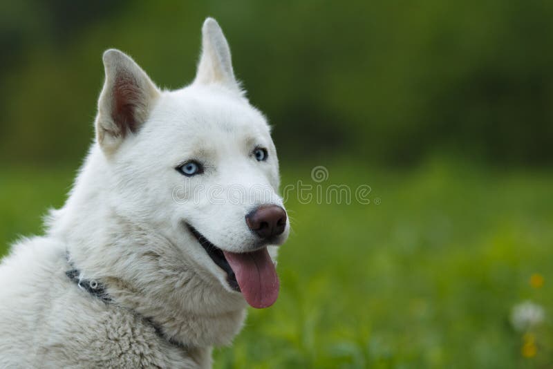 White Siberian Husky Smileing Stock Photo - Image of happy, siberian ...