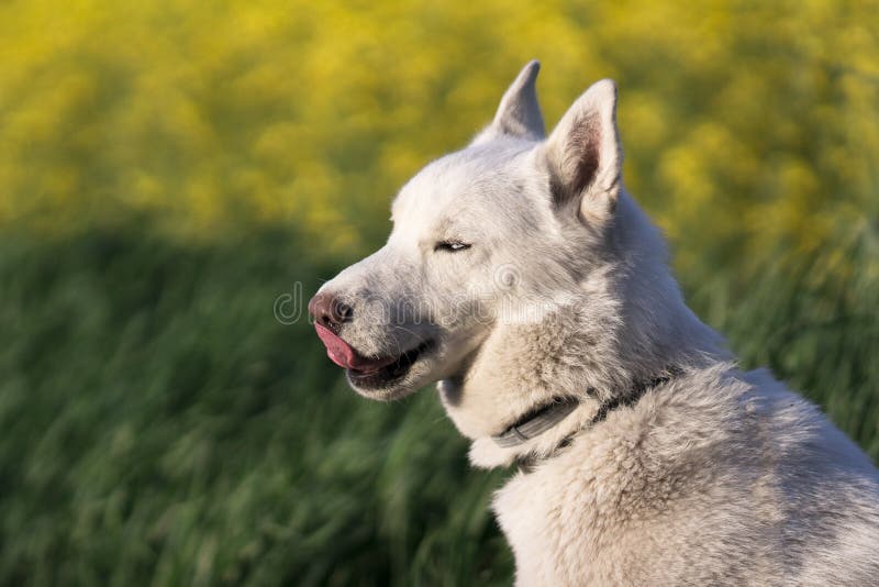 White Siberian Husky Spring Portrait Stock Image - Image of portrait ...