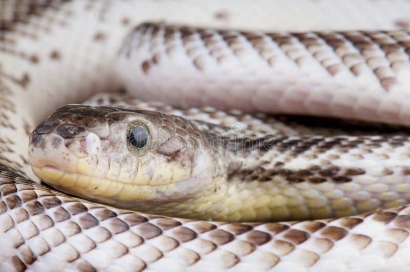 White sided black ratsnake stock image. Image of ratsnake - 15383561