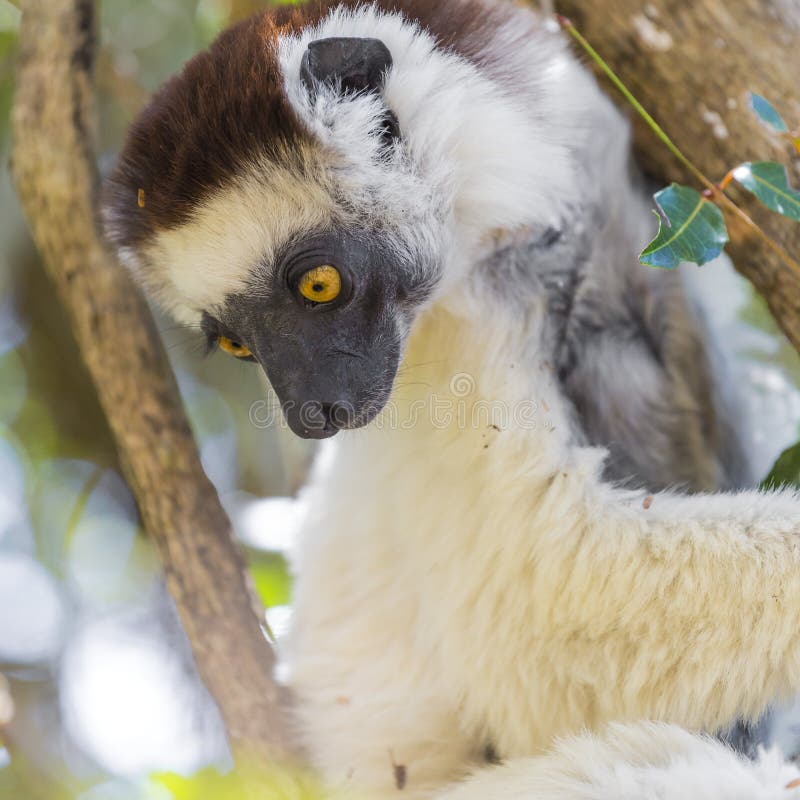 White Verreaux S Sifaka Lemur with Baby in the Back on a Forest in ...