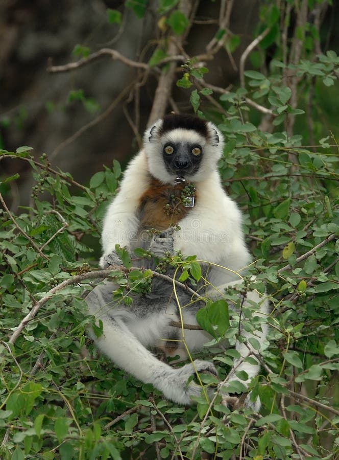 White sifaka stock photo. Image of lemur, looking, beauty - 57814984