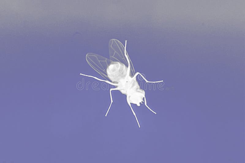 White Silhouettes of Fly Isolated on Purple Background. Vector ...