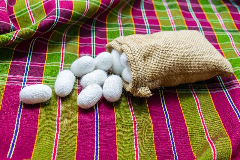 White silk cocoon stock photo. Image of food, shape - 113119820