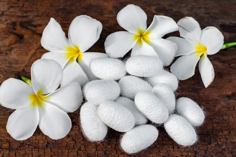 Silk Cocoon stock photo. Image of luxurious, cocoon, pure - 23663696