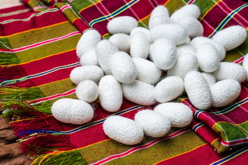 White silk cocoon stock photo. Image of pure, closeup - 145358360