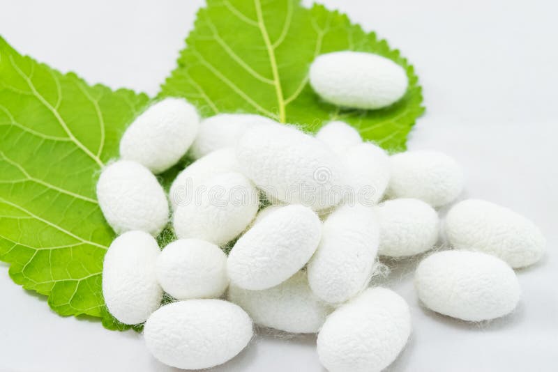 Silk Cocoon stock photo. Image of luxurious, cocoon, pure - 23663696