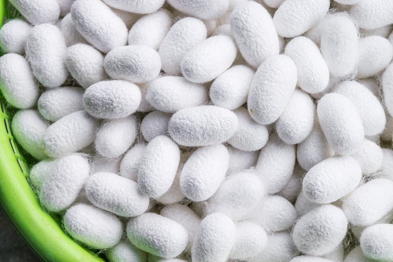 White silk cocoon stock image. Image of pure, color - 144239455