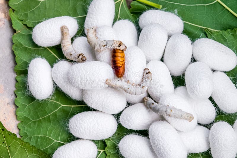 White silk cocoon stock image. Image of background, pattern - 144239203