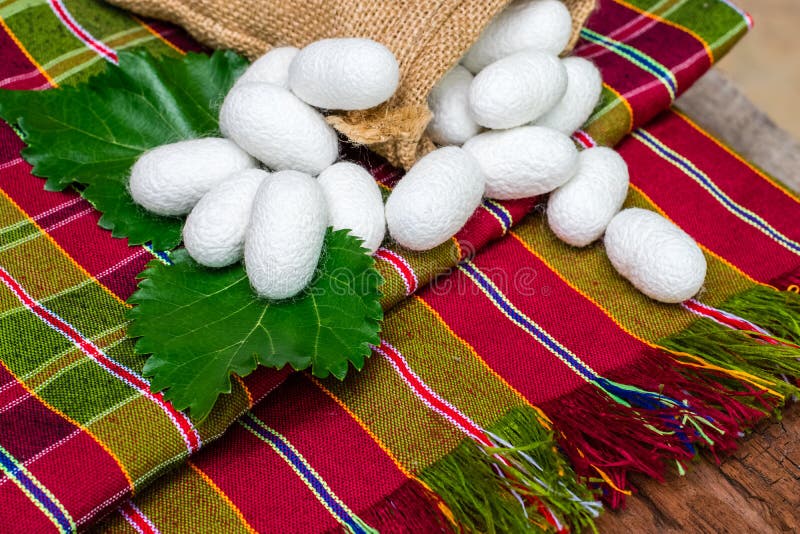 White silk cocoon stock image. Image of large, animal - 145358371