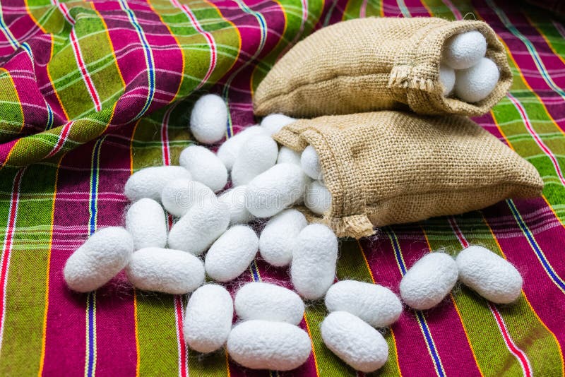 White silk cocoon stock photo. Image of fabric, shape - 113119832