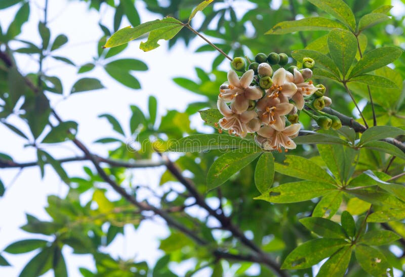Ceiba or Kapok Tree (Ceiba Pentandra), Guatemala Stock Image - Image of ...